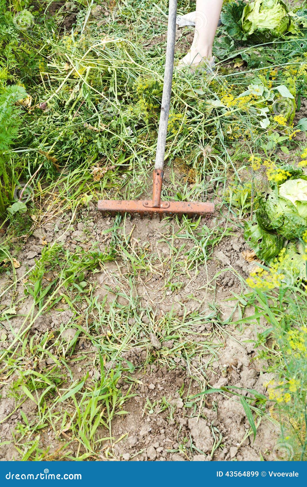 Cleaning Cut Grass by Rake in Garden Stock Image - Image of growing ...