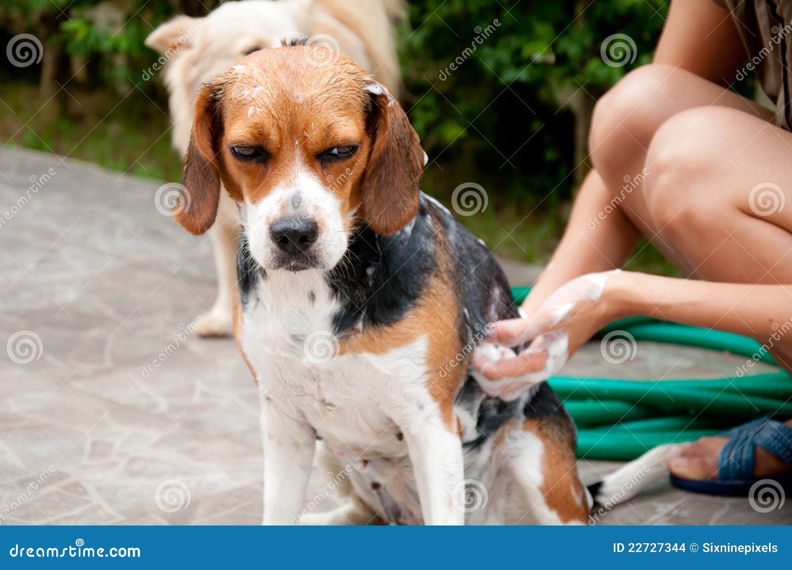 Cleaning dog stock photo. Image of arms, bath, beagle - 22727344