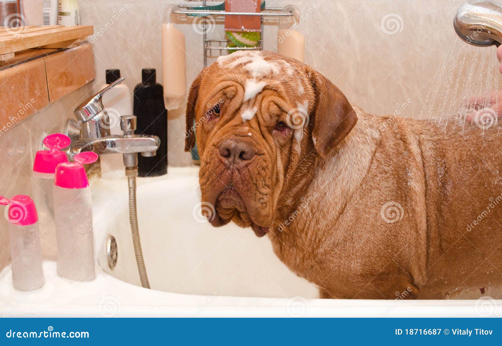 Cleaning the Dog Dogue De Bordeaux in Bath Stock Image - Image of mixer ...