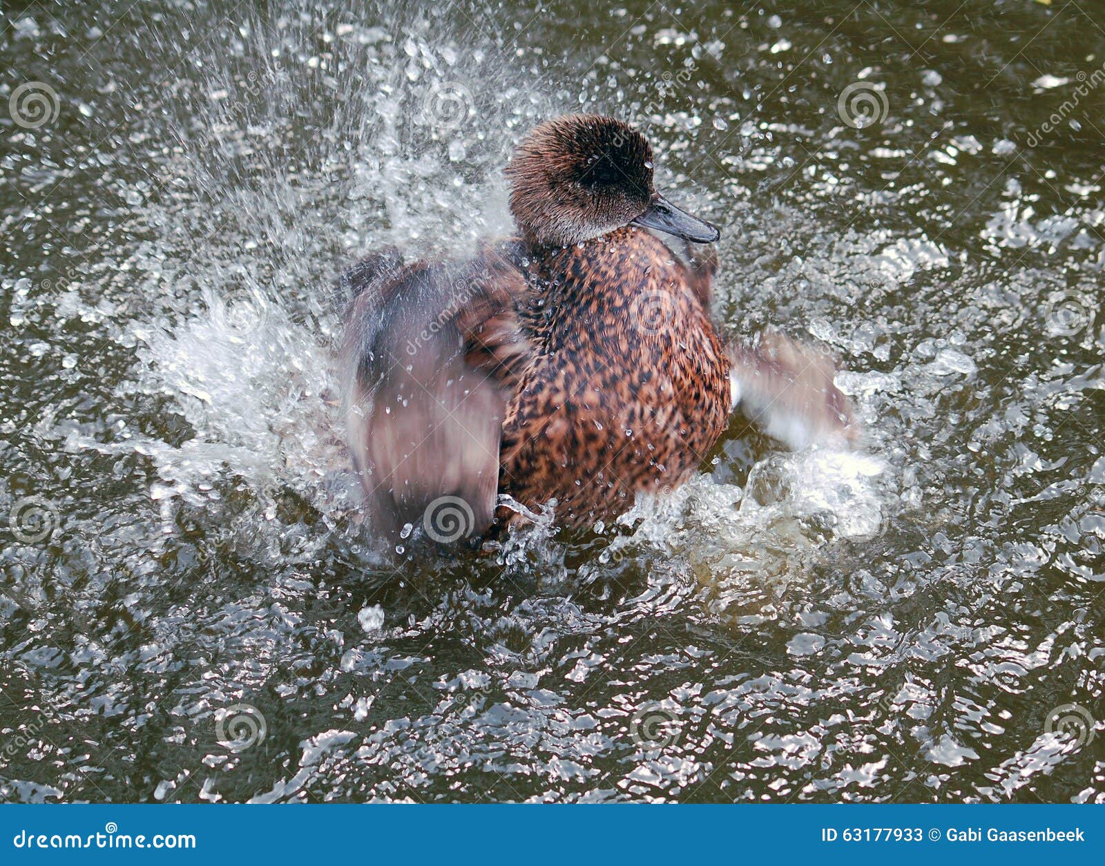 Cleaning Duck Bathing in Splashing Water Stock Image - Image of ...
