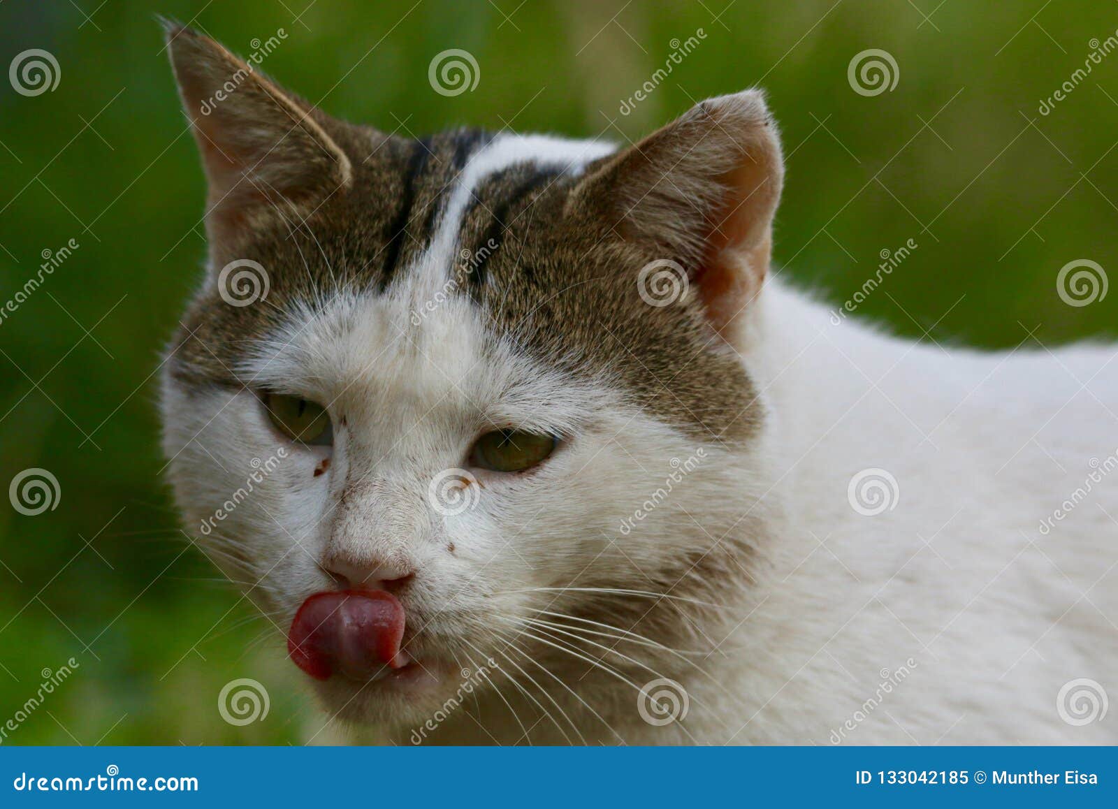 Cat portrait stock image. Image of portrait, cleaning - 133042185