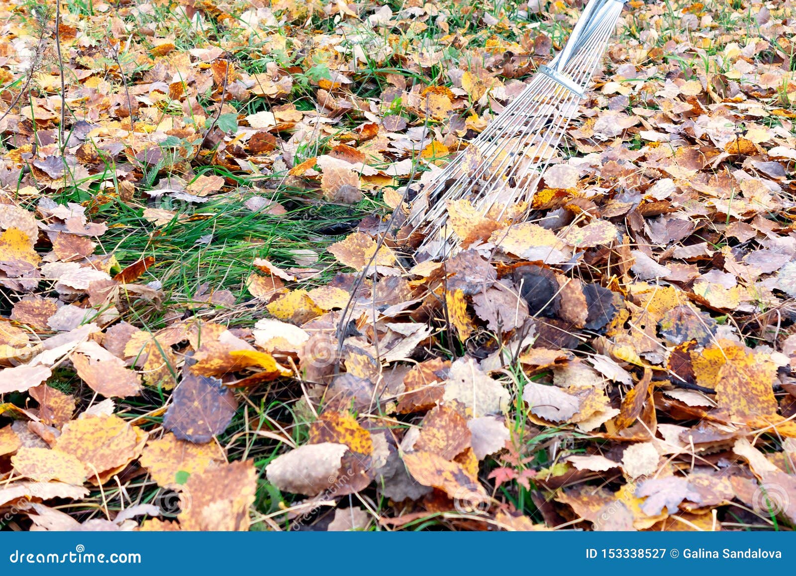 Cleaning of Fallen Leaves in the Courtyard with Fan Rakes Stock Image ...