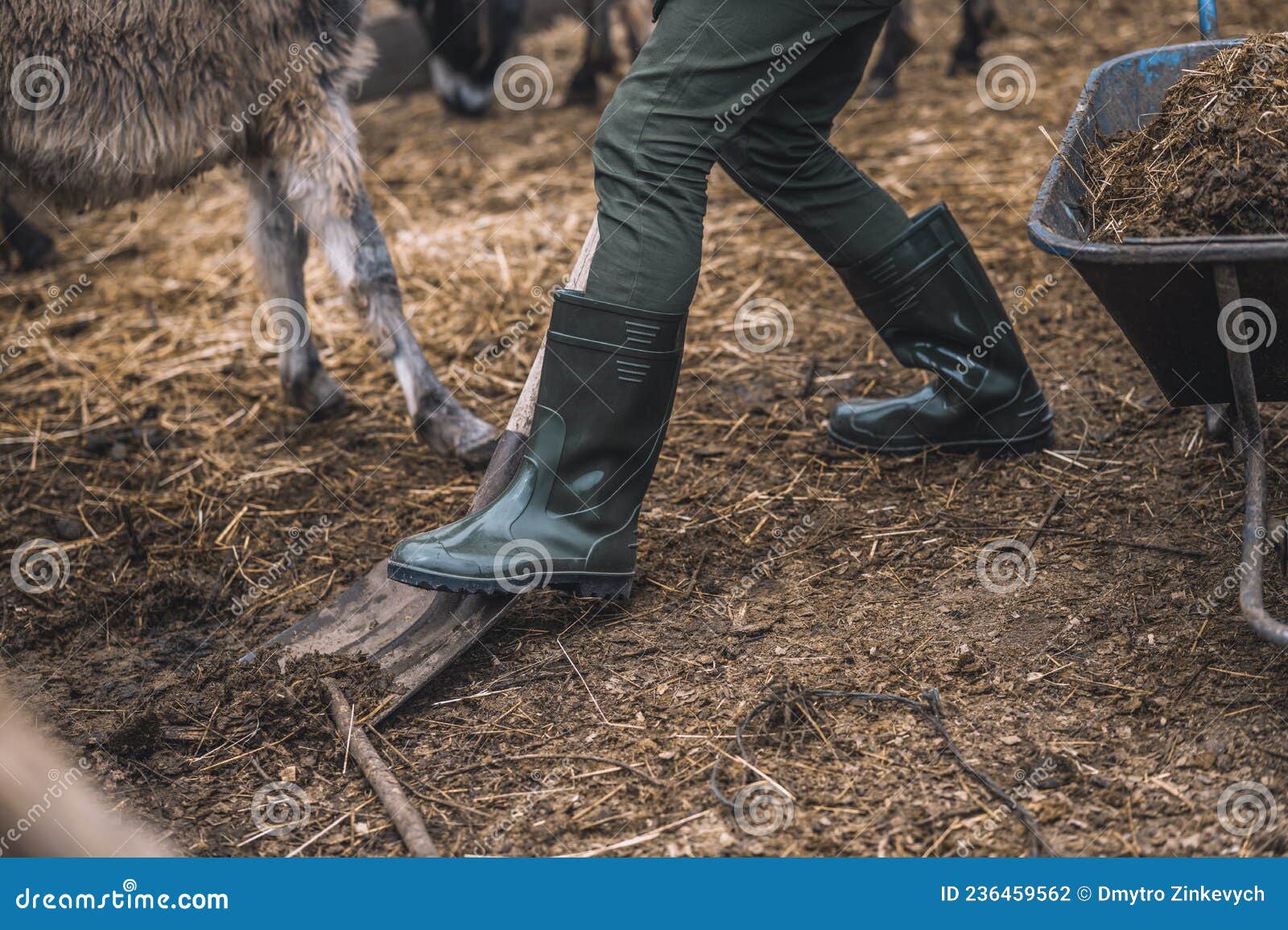 A Farmer Cleaning the Cattle-pen and Looking Busy Stock Photo - Image ...