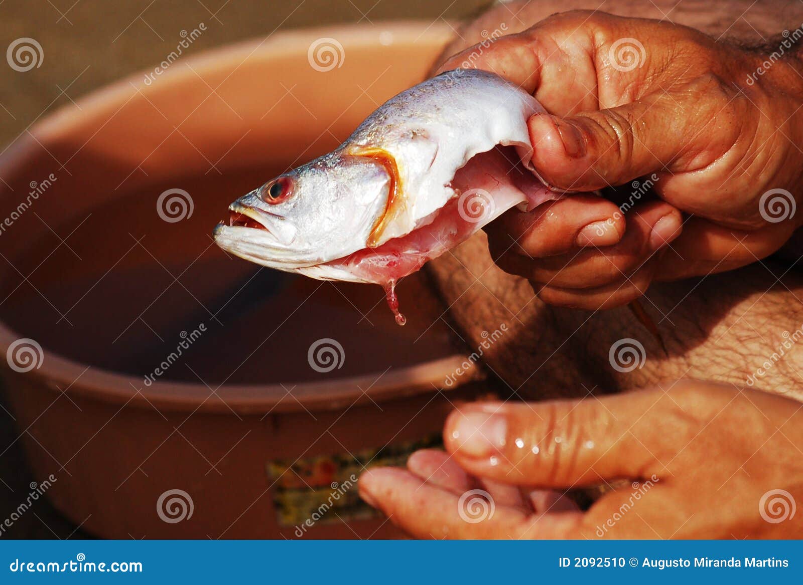 Cleaning fish stock photo. Image of fish, cleaning, close - 2092510