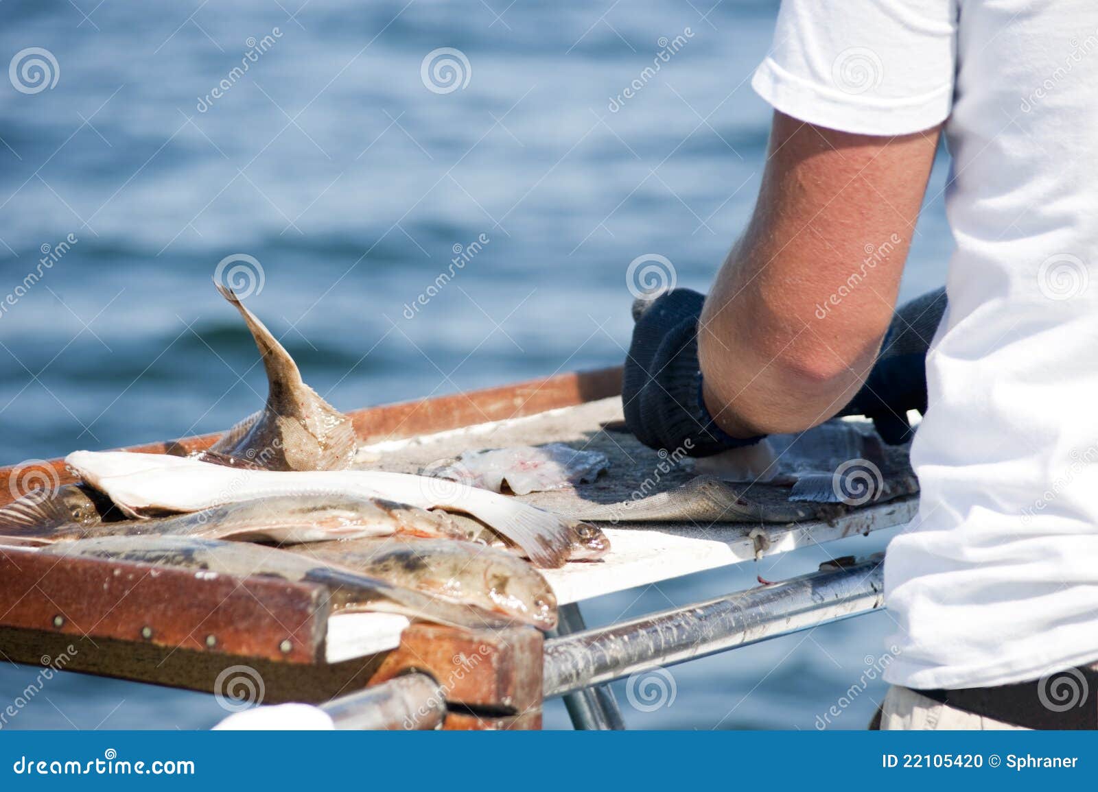 Cleaning the fish stock photo. Image of industry, food - 22105420