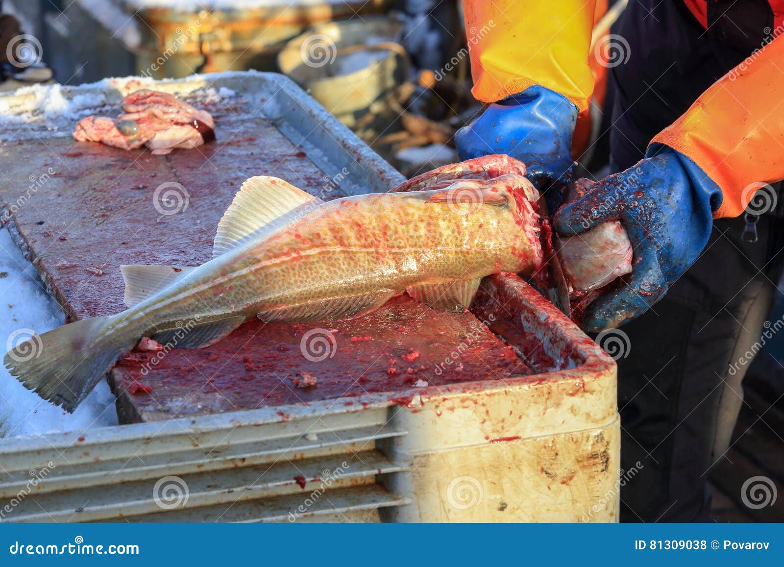Cleaning Fish on the Fishing Schooner Stock Photo - Image of payang ...