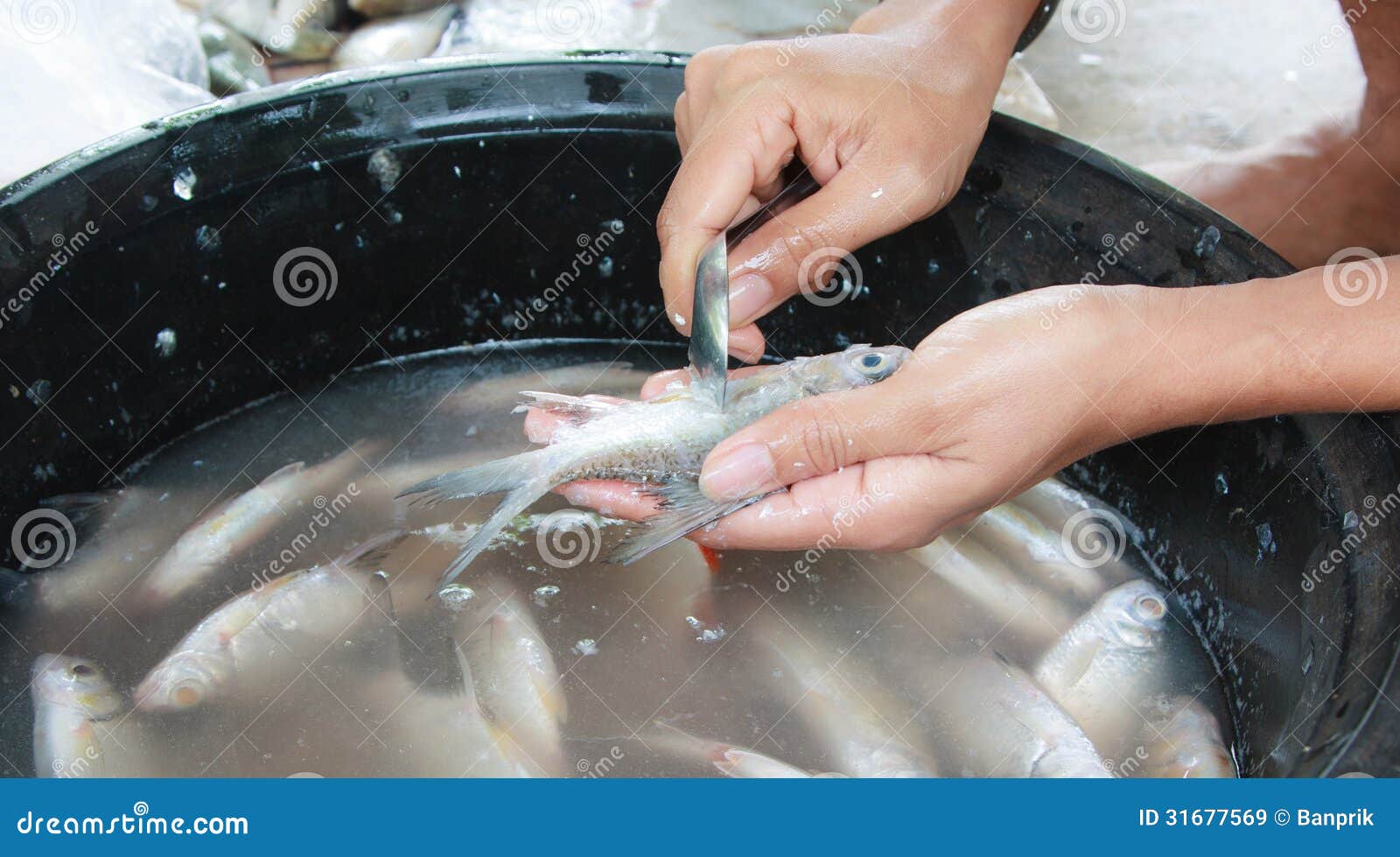 Cleaning fish scale stock image. Image of healthy, food - 31677569