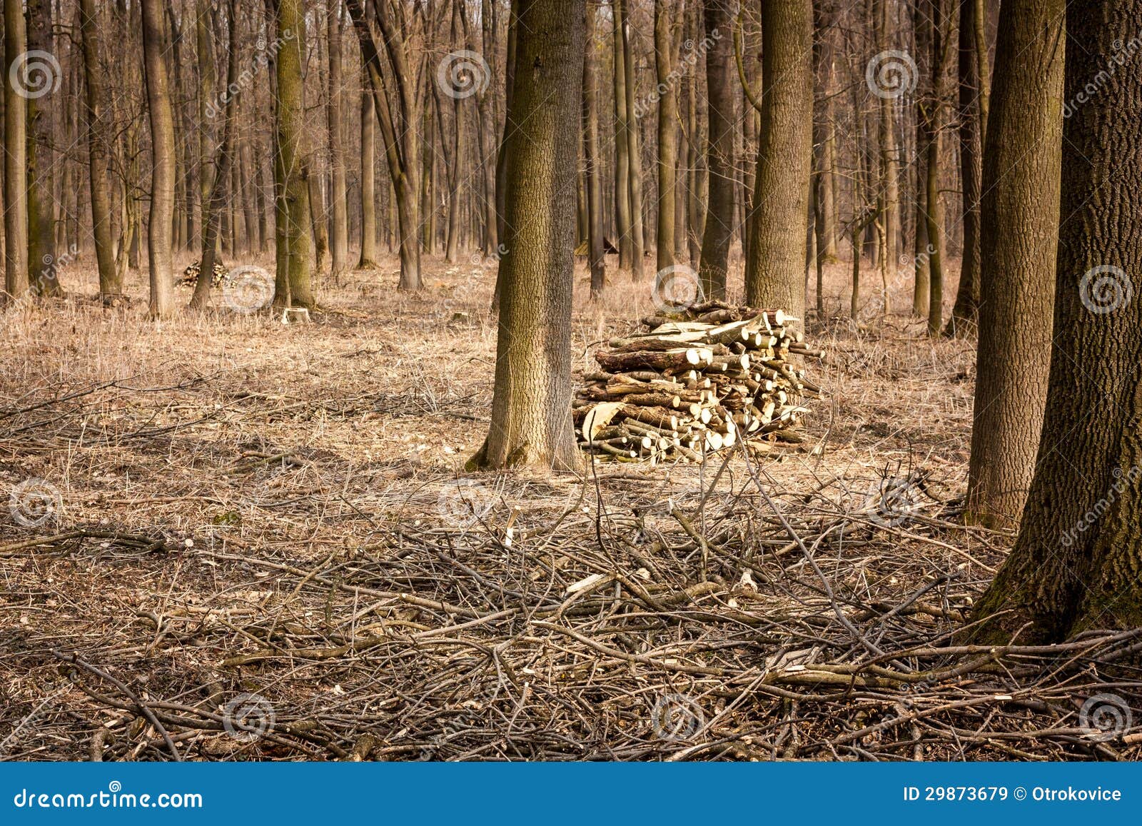 Cleaning in the forest stock image. Image of industry - 29873679