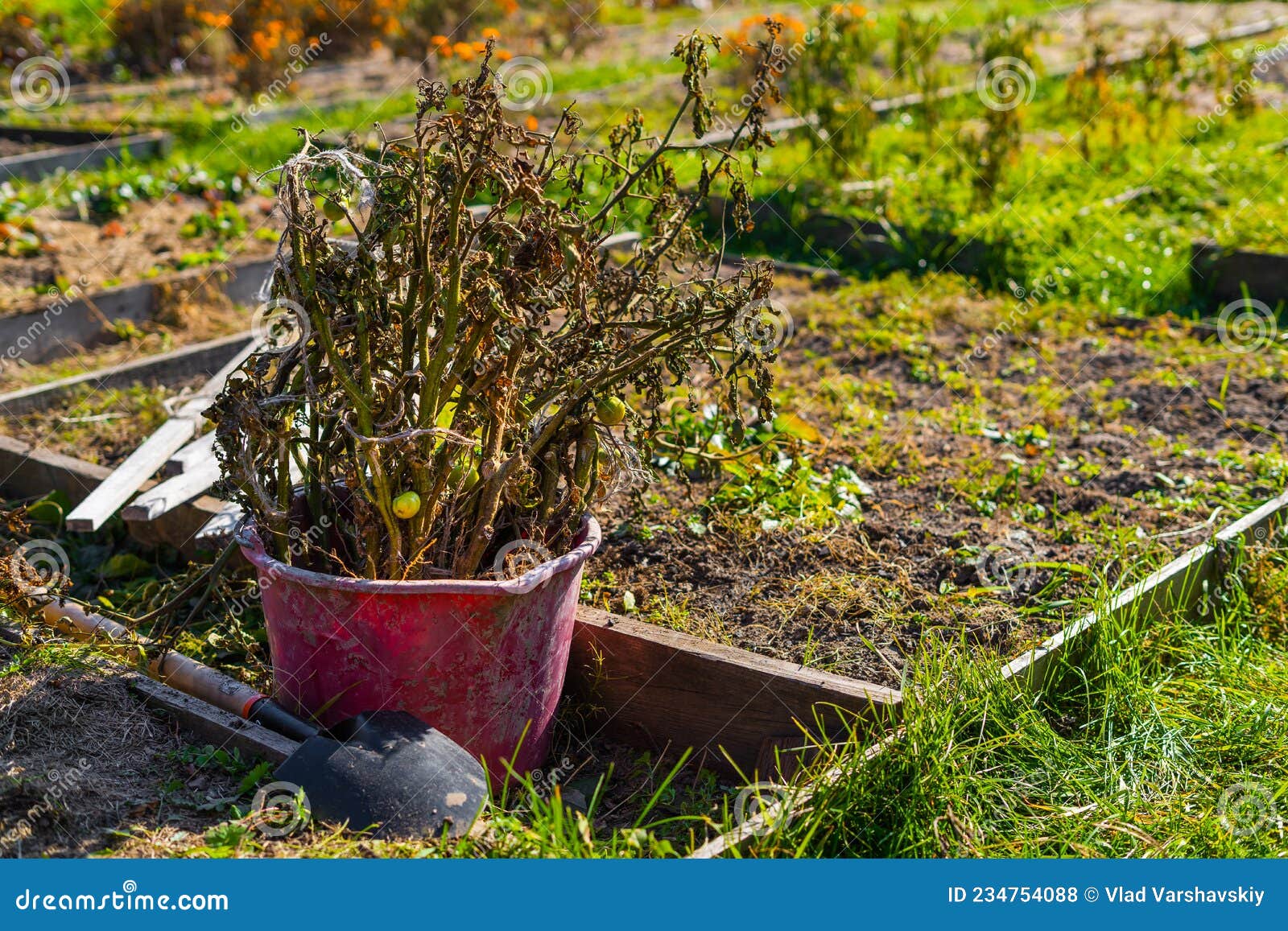 Cleaning the Garden before Winter. Cleaning the Beds from Dry Plants in ...