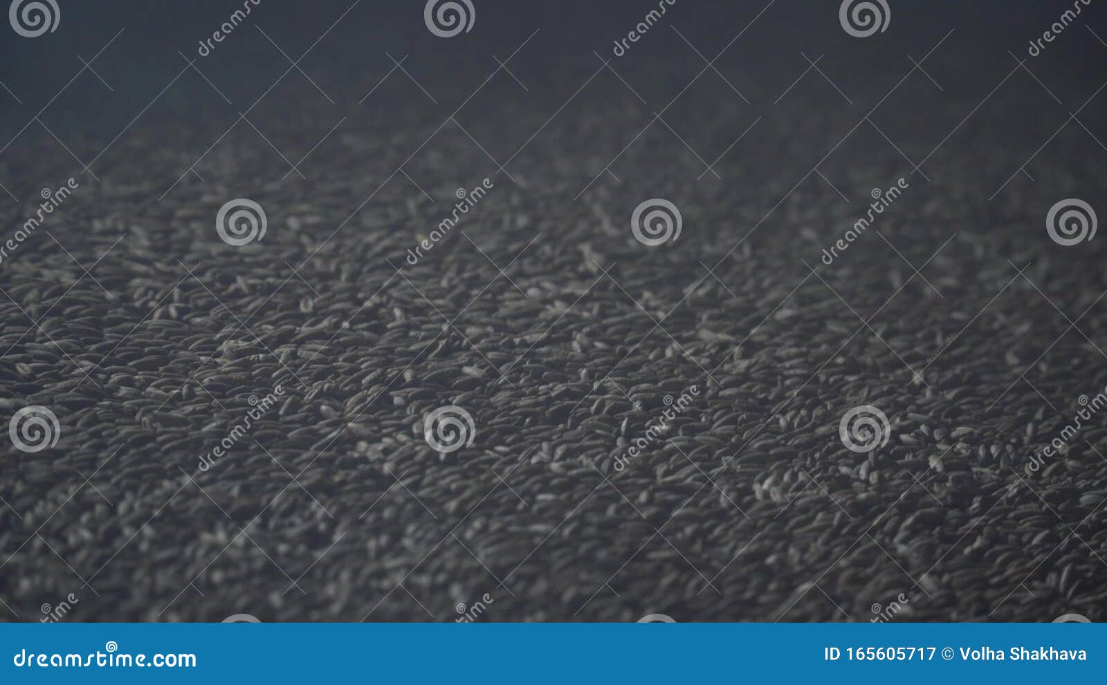 Cleaning Grain from Debris at a Flour Mill. Cleaning Grain on a ...