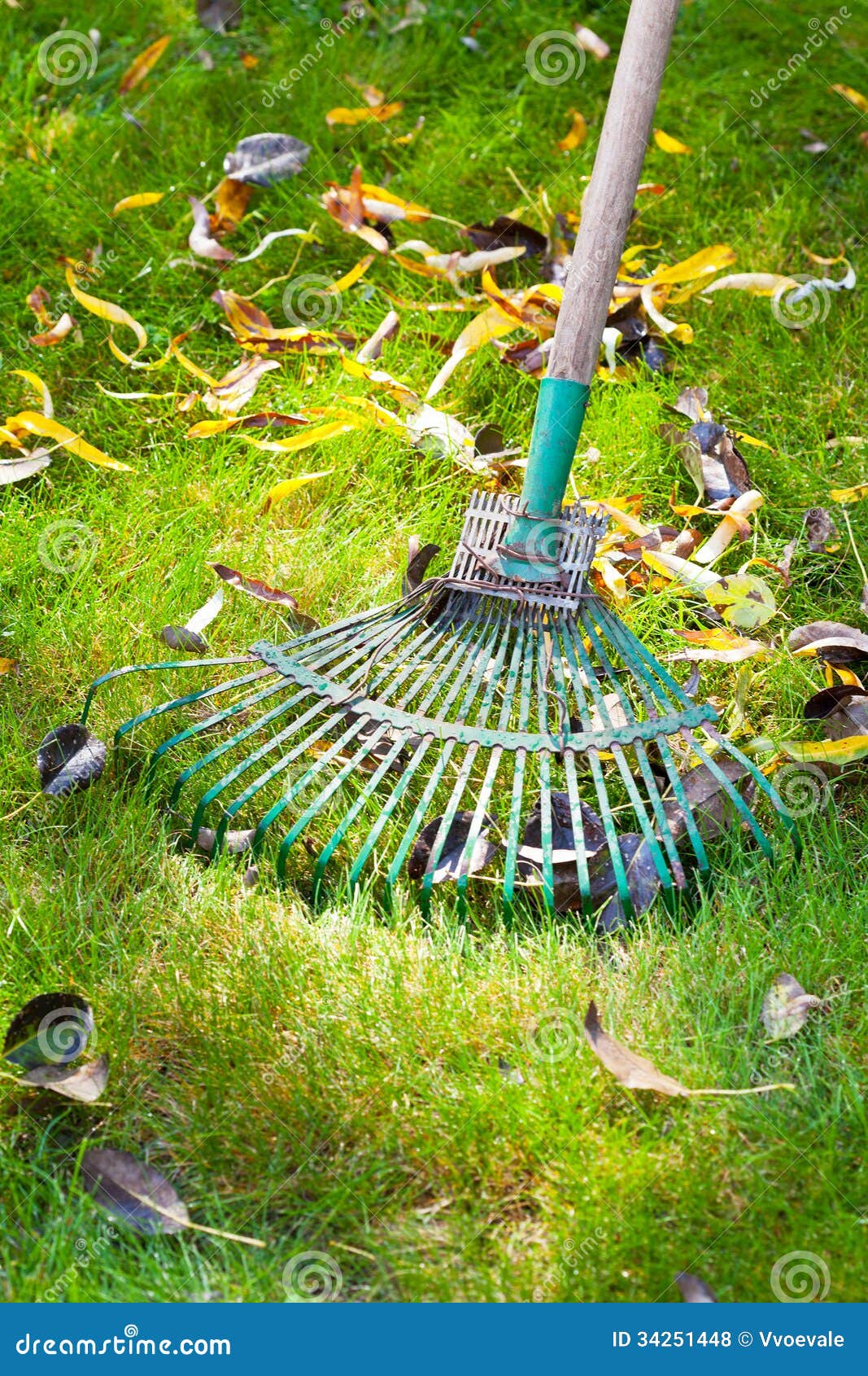 Cleaning Green Lawn from Dead Leaves Stock Photo - Image of garden ...