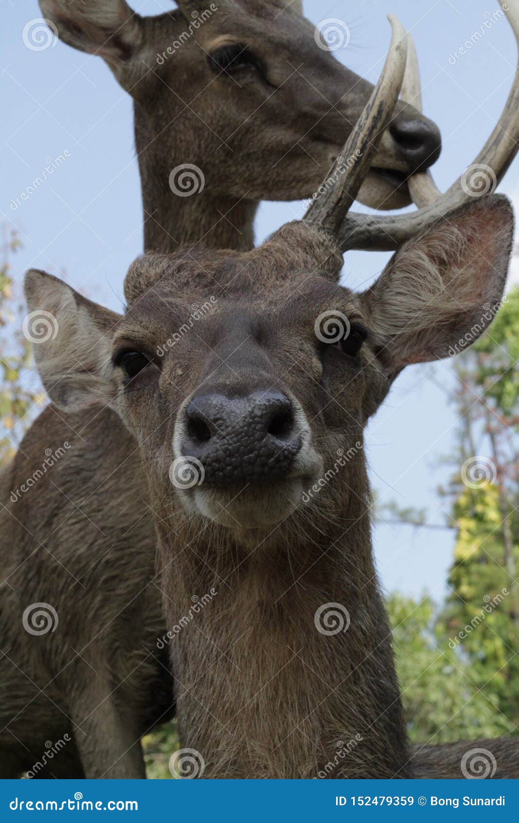 Horn Deer Stock Photos - Download 15,786 Royalty Free Photos