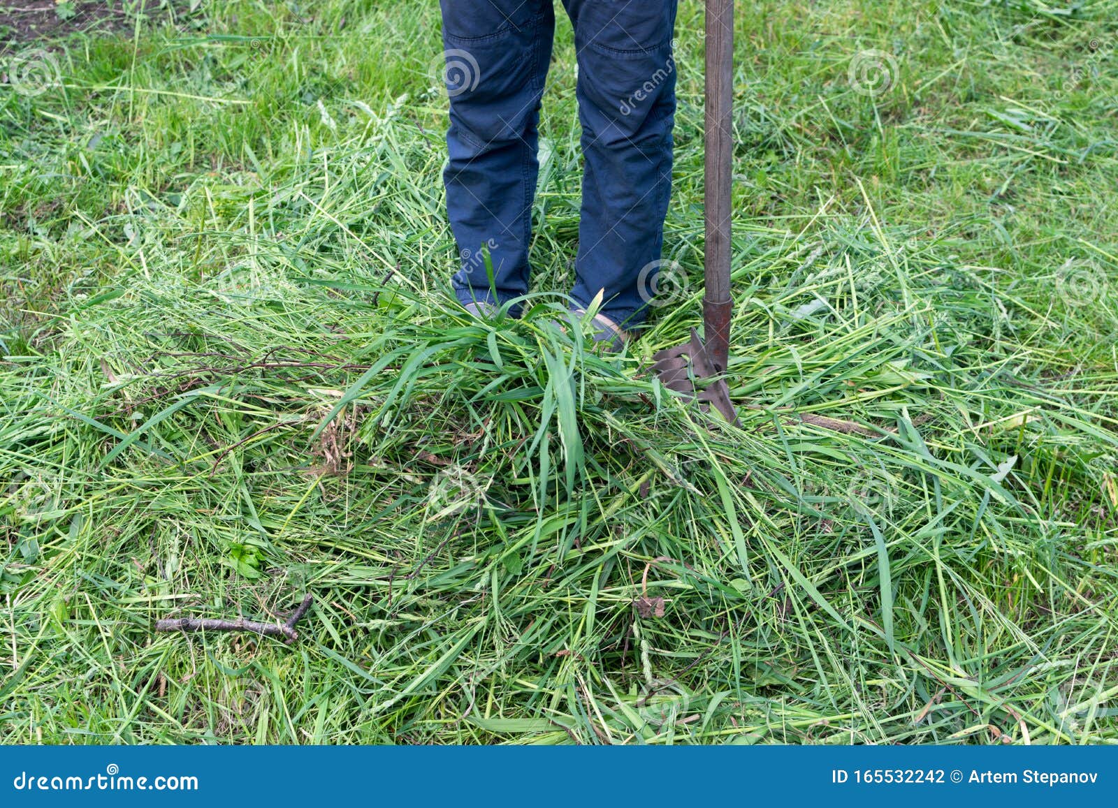 Cleaning of Mowed Grass with a Rake and Pile of Fresh Hay Stock Photo ...