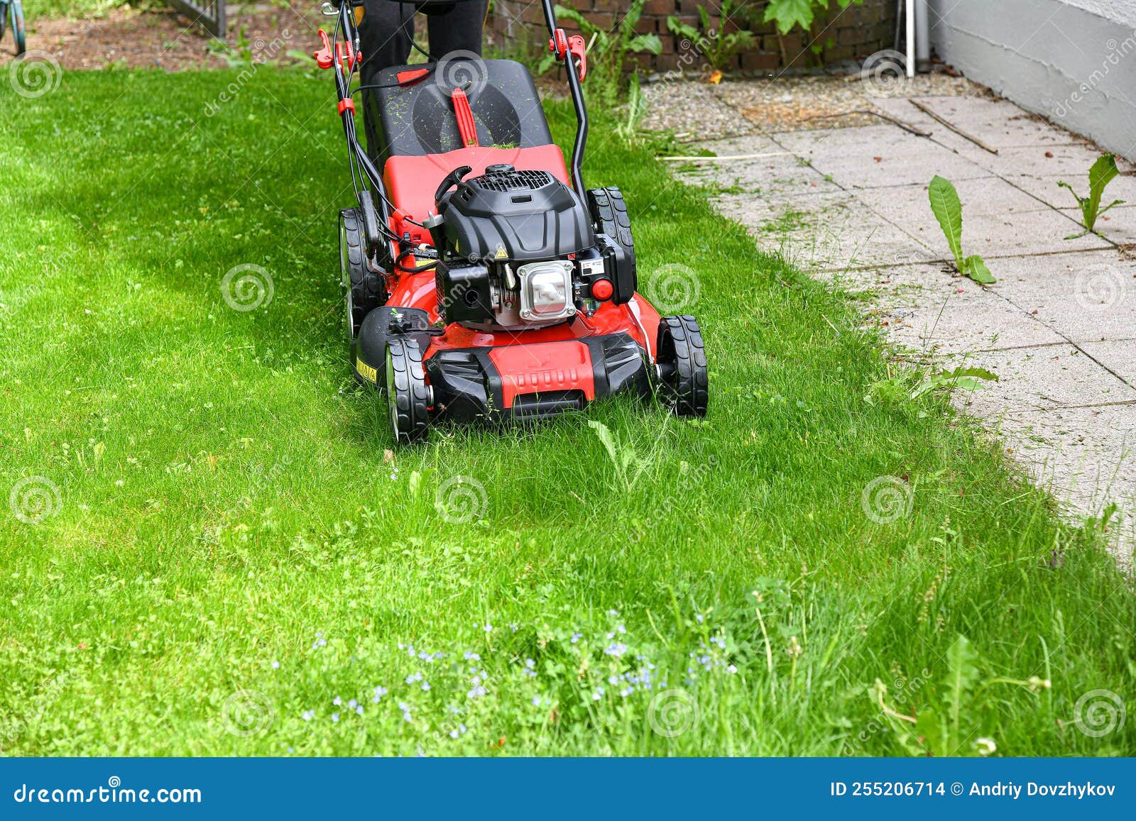 Cleaning and Mowing Lawn Green Grass in the Yard with a Home Lawn Mower ...
