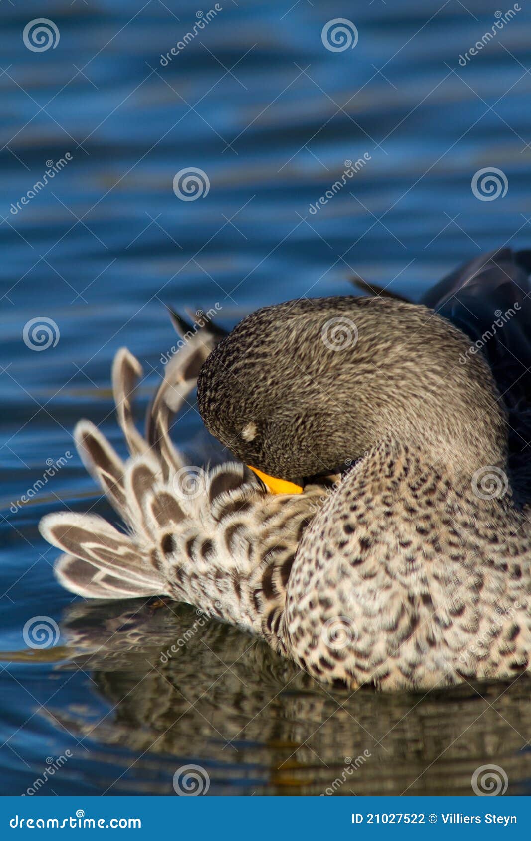 Cleaning my feathers stock photo. Image of beak, routine - 21027522
