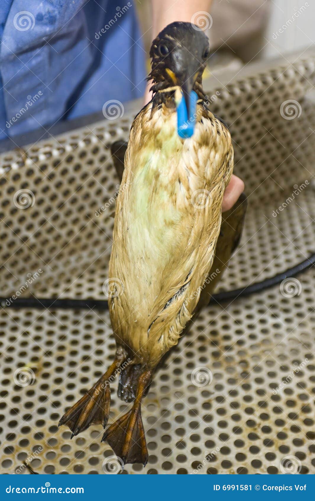 Cleaning an oil bird stock image. Image of clamp, animal - 6991581
