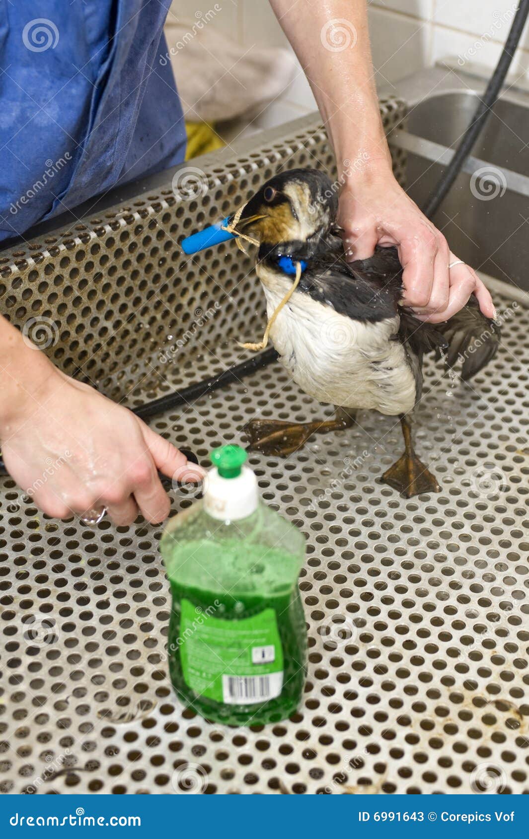Cleaning an oil bird stock image. Image of hose, dirty - 6991643