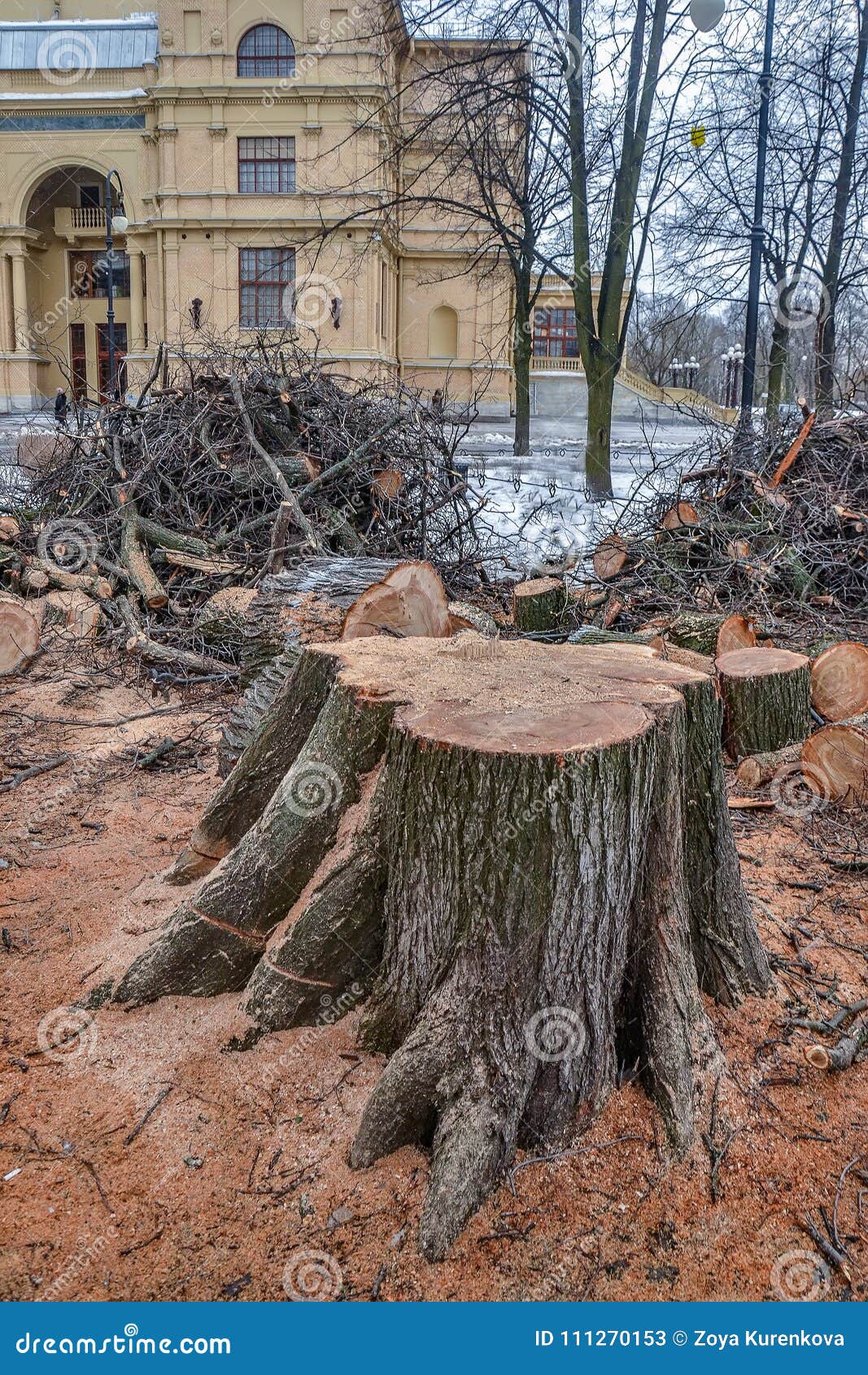 Cleaning of Old Trees in the Parks of the City. Stock Image - Image of ...
