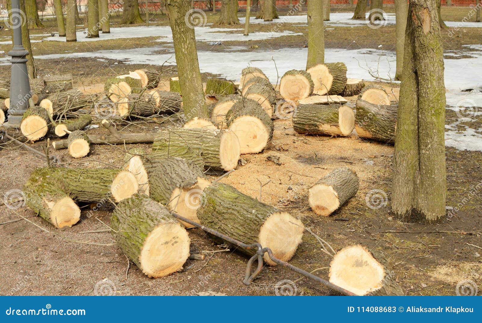 Cleaning the Park.Old Trees are Being Cut Down Stock Image - Image of ...