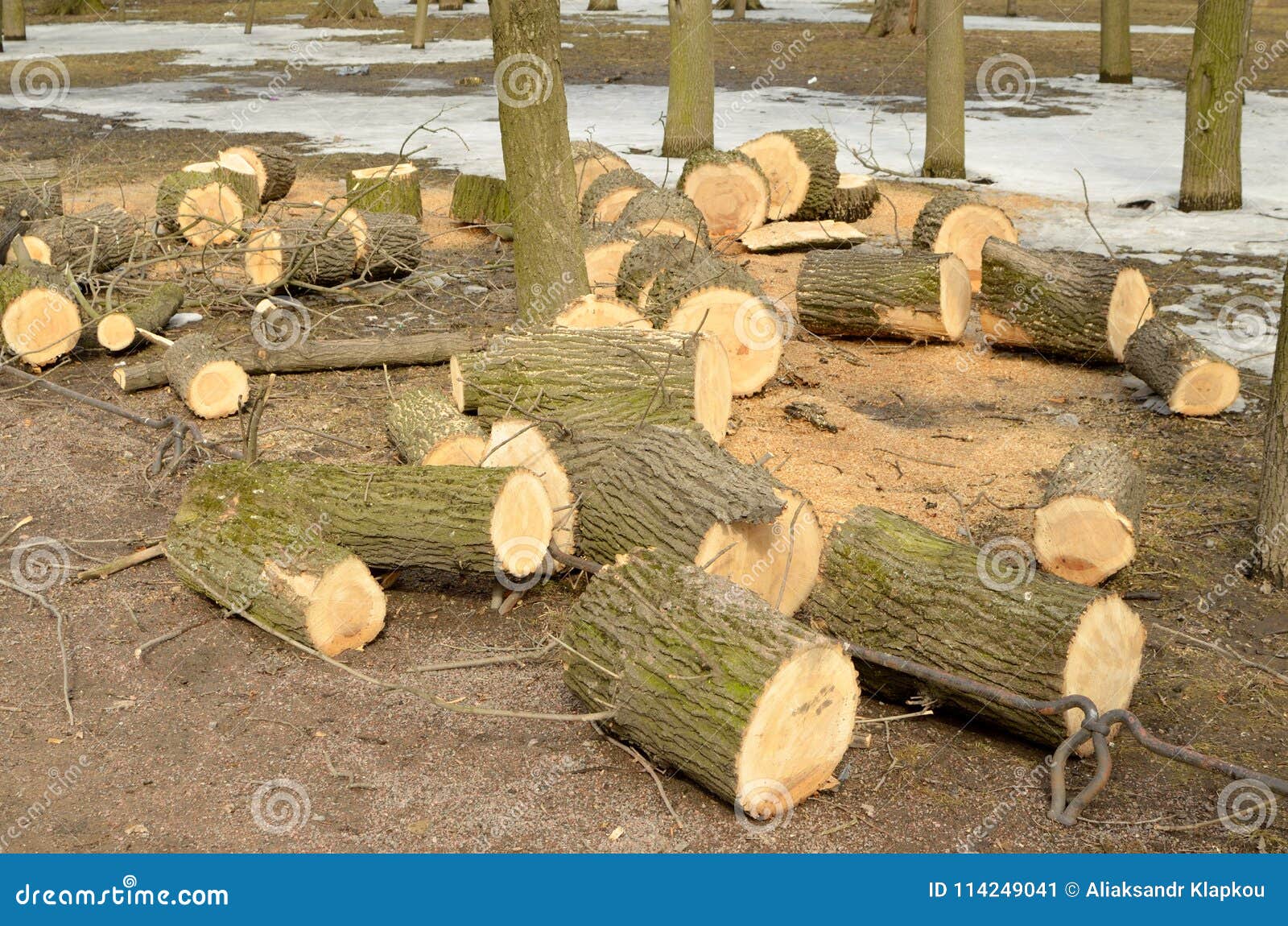 Cleaning the Park.Old Trees are Being Cut Down Stock Image - Image of ...