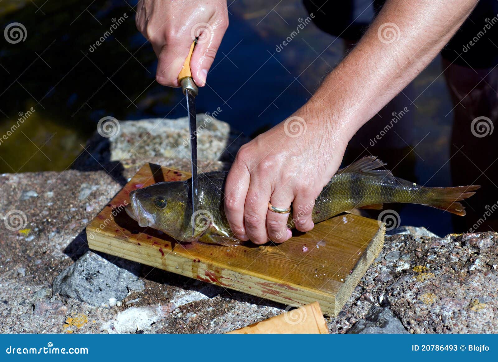 Cleaning perch stock image. Image of food, fish, ingredient - 20786493