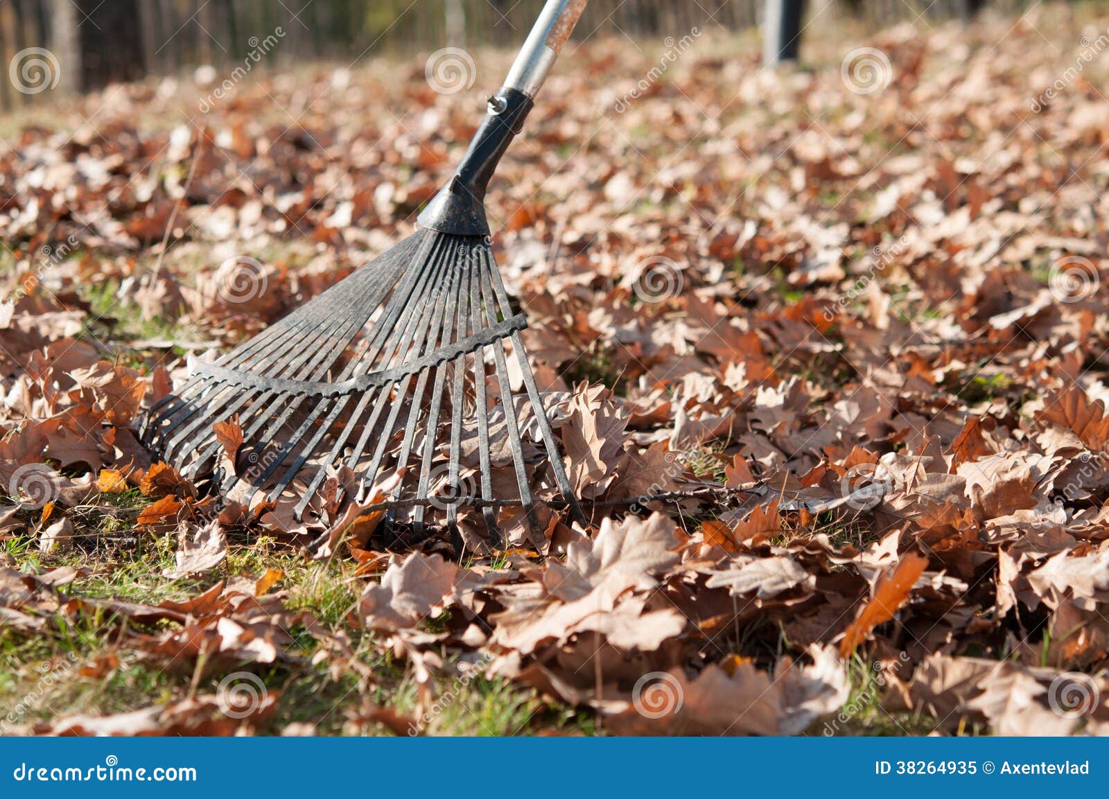 Cleaning with Rake of Autumn Leaves Stock Image - Image of cleaning ...