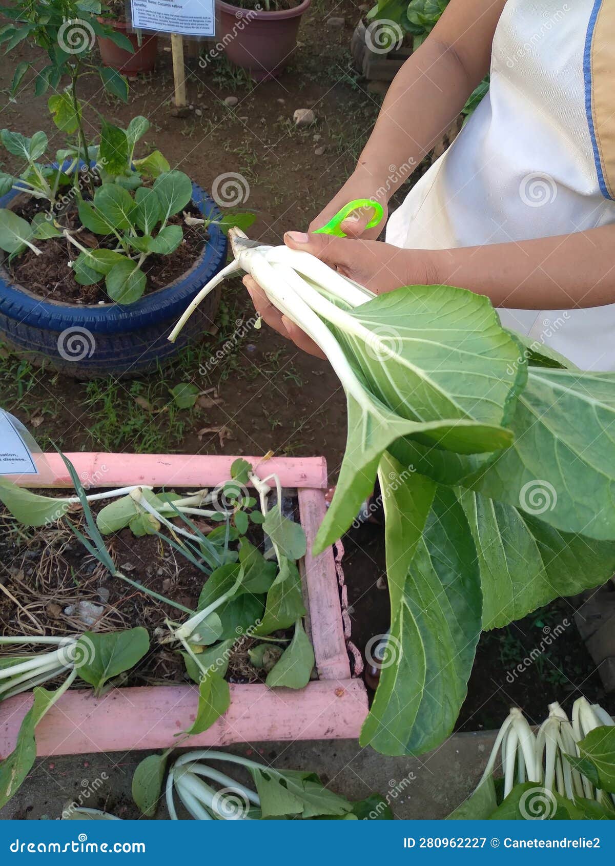 Cleaning and Removing of Pechay Roots. Stock Image - Image of growing ...