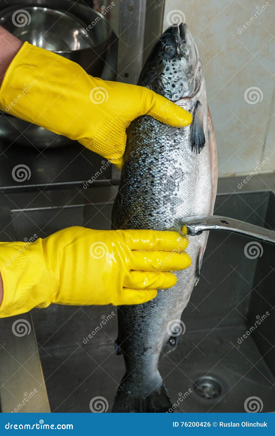 Cleaning salmon fish stock photo. Image of gloves, chef - 76200426