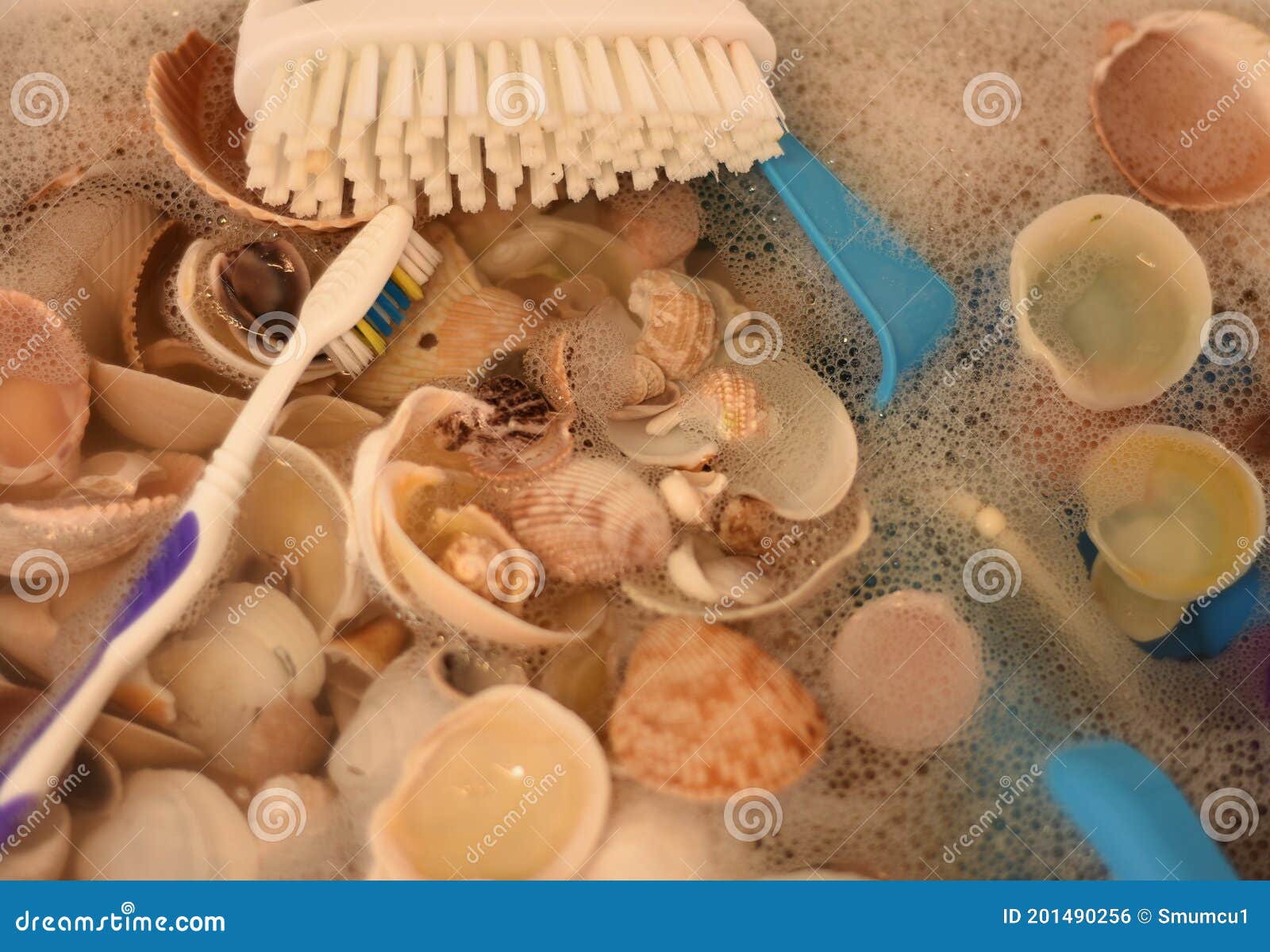 Cleaning sea shells stock photo. Image of wash, barnacle - 201490256