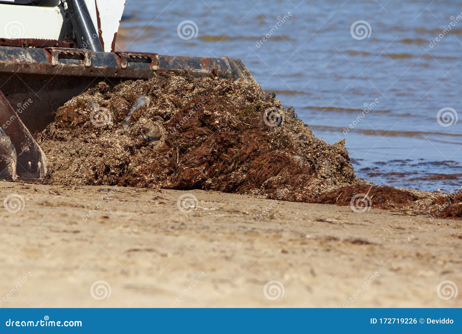 Cleaning the seashore stock photo. Image of ladle, trash - 172719226