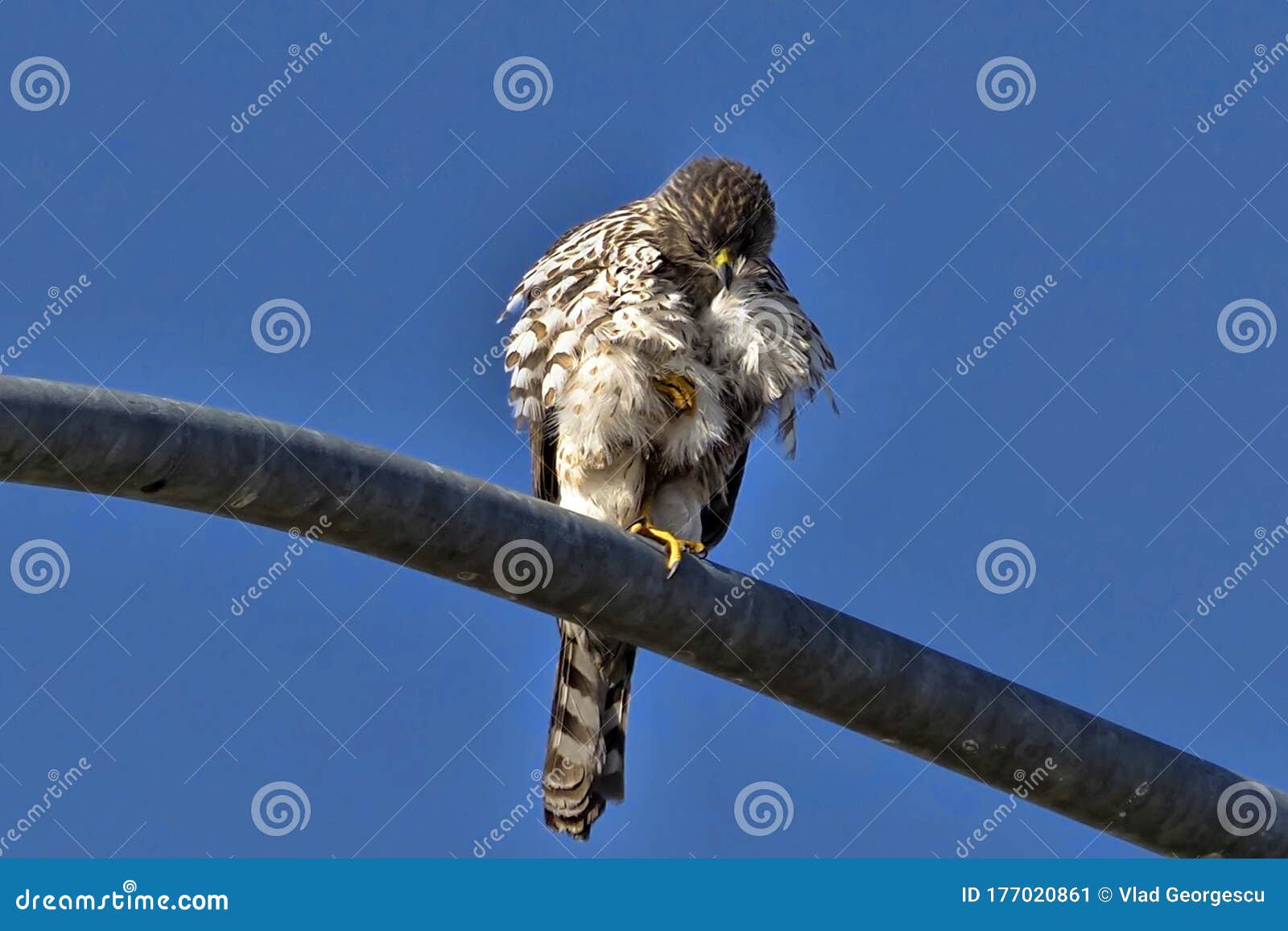 Pluck Off - Hawk Wings Artistic - Stock Image - Image of original ...