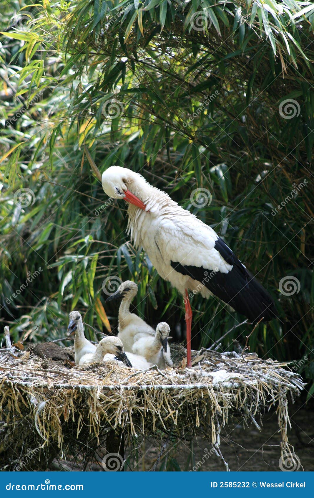 Cleaning Stork and Chickens Stock Photo - Image of bill, caressing: 2585232