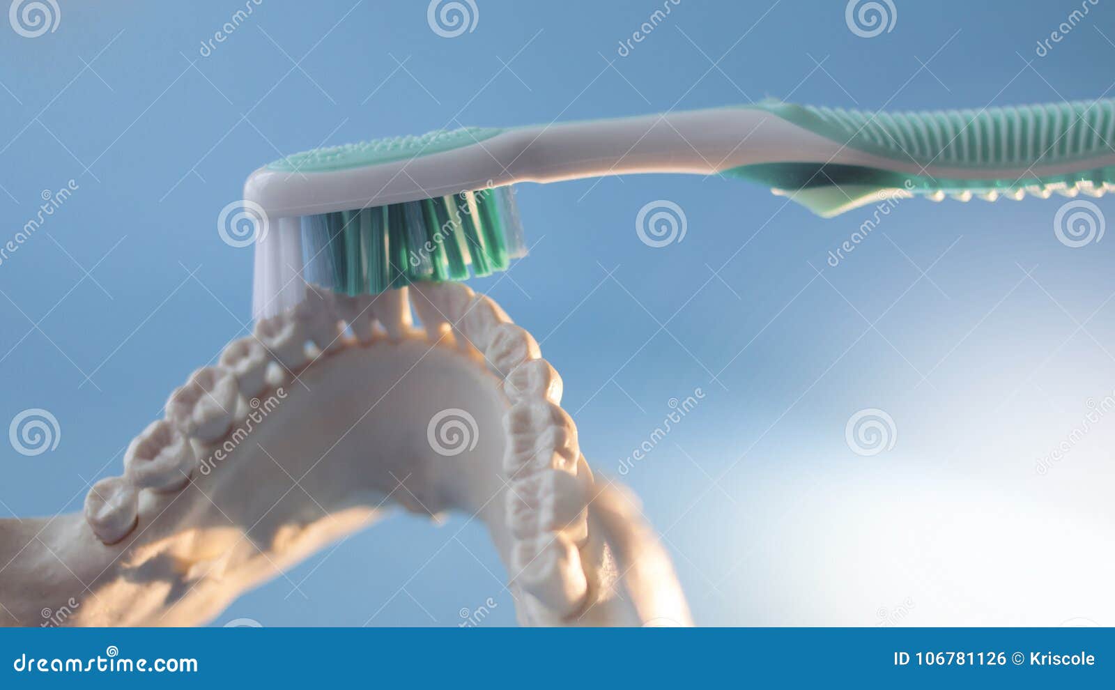 Cleaning of the Teeth, Modeling of the Process. Stock Photo - Image of ...