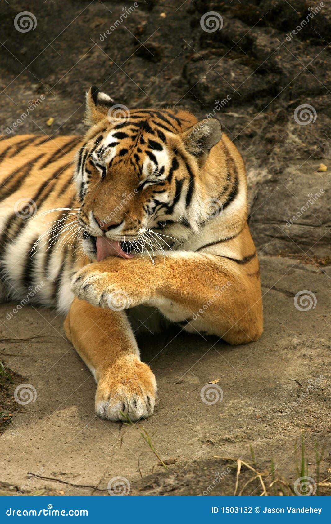 Cleaning tiger stock photo. Image of bored, captive, tiger - 1503132