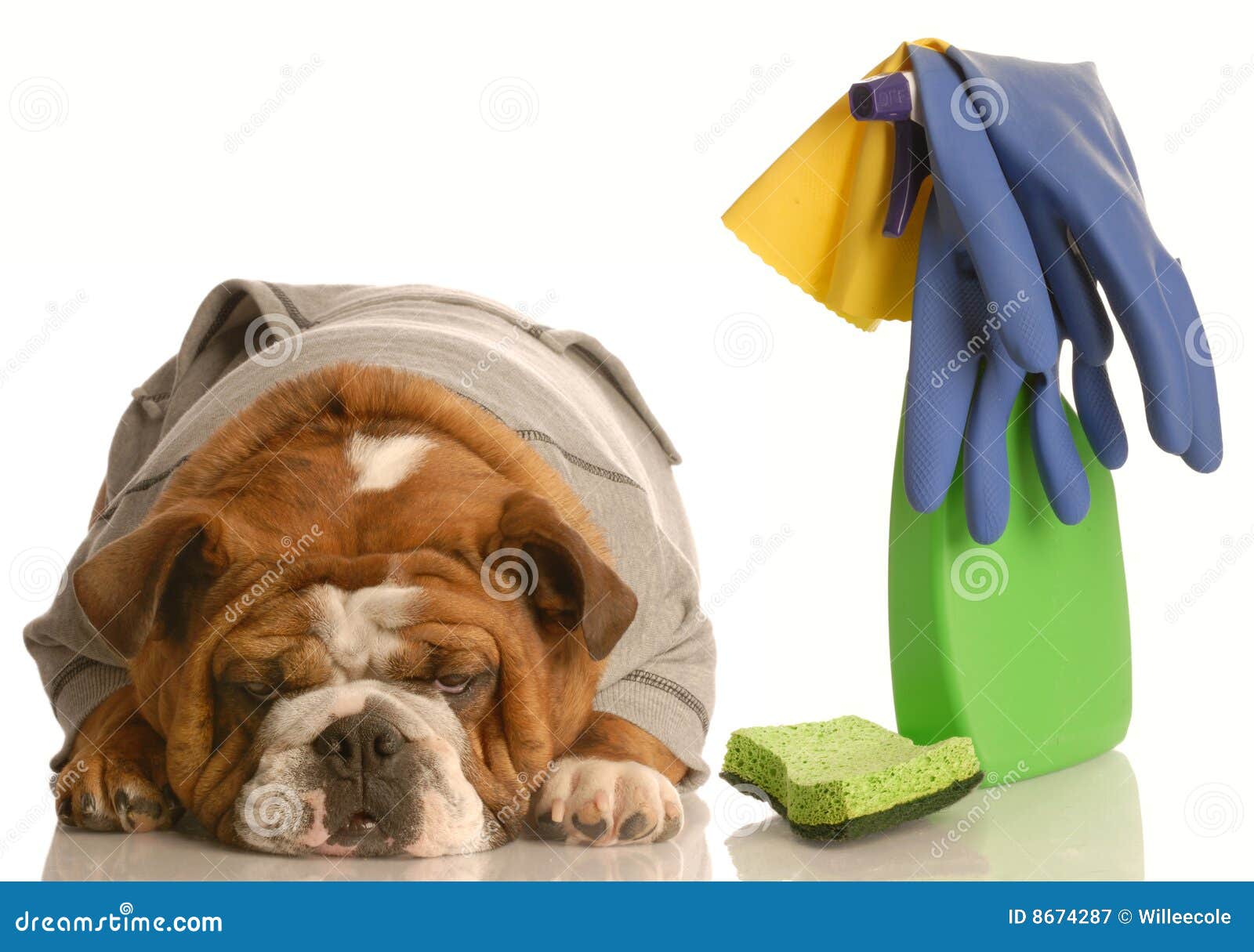 Cleaning Up after a Bad Dog Stock Image - Image of british, expression ...