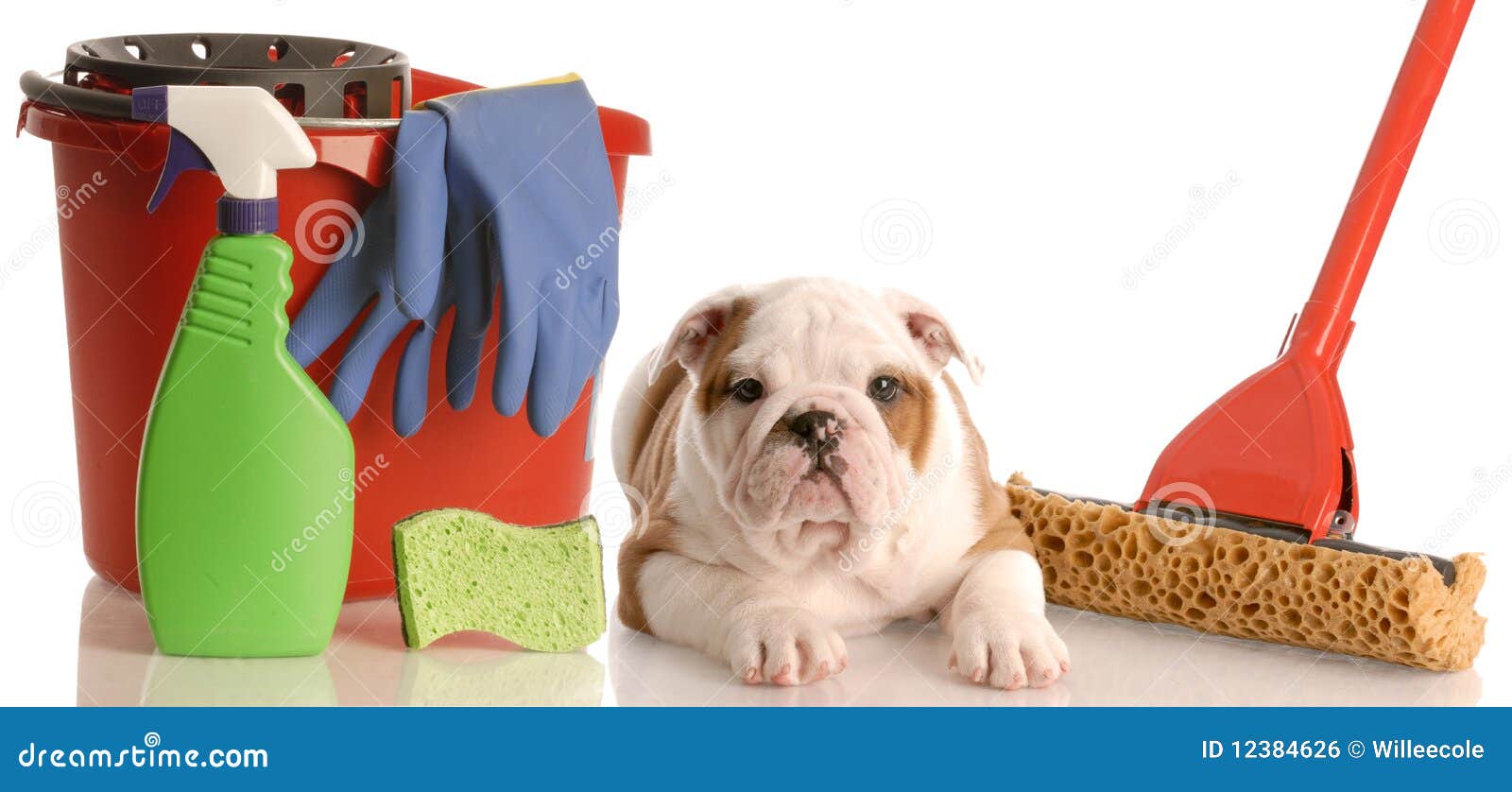 Cleaning Up after New Puppy Stock Photo - Image of bulldog, housebreak ...