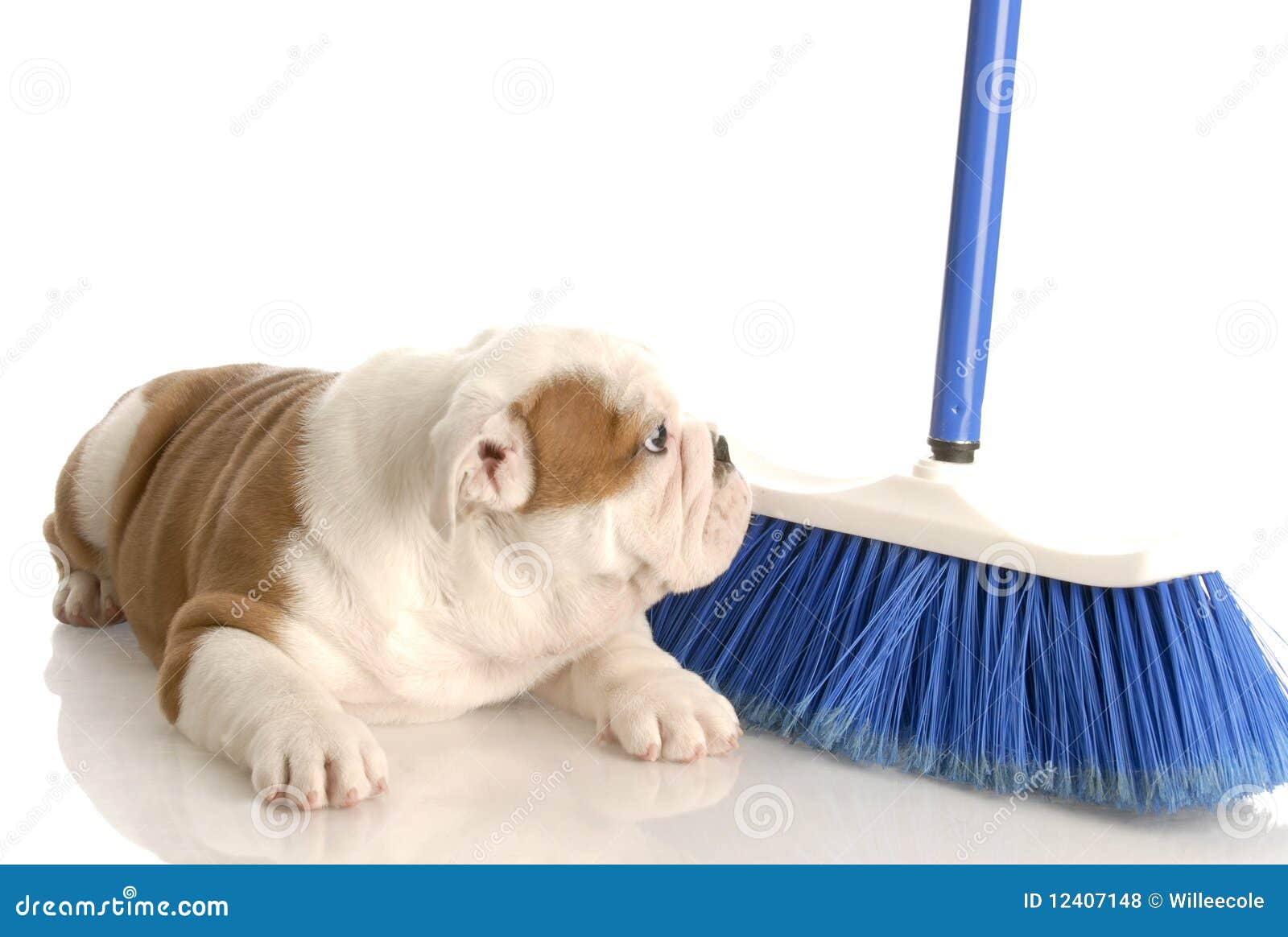 Cleaning Up after New Puppy Stock Photo - Image of comedy, break: 12407148