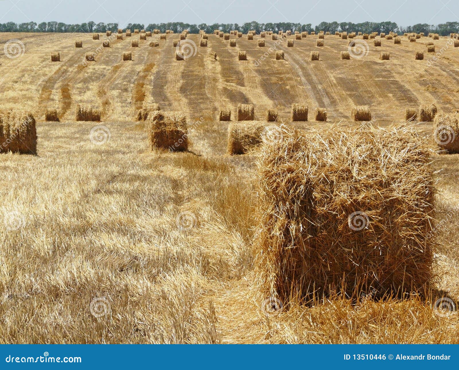 Cleaning up of wheat stock photo. Image of farming, straw - 13510446