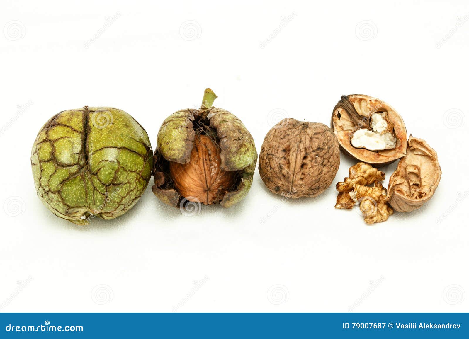 Cleaning walnut stock image. Image of kernel, walnut - 79007687