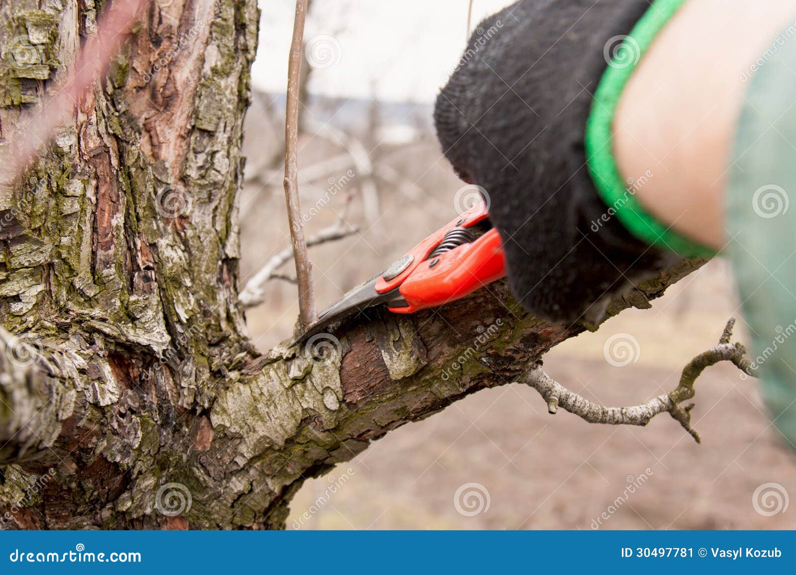 Cleaning wood stock image. Image of apricot, tree, wood - 30497781