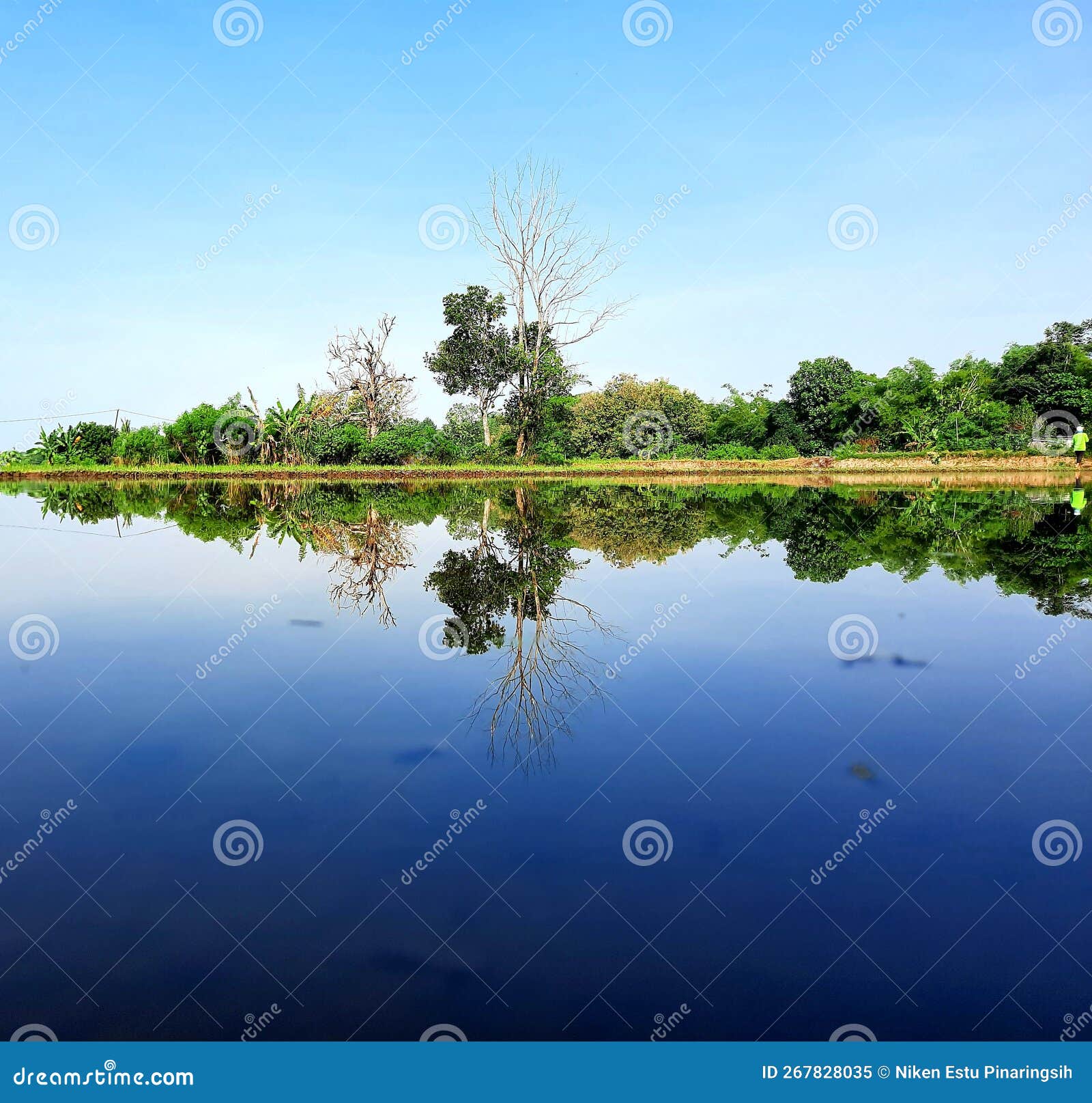 Clear and Beautiful Reflection. Stock Image - Image of beautiful, tree ...
