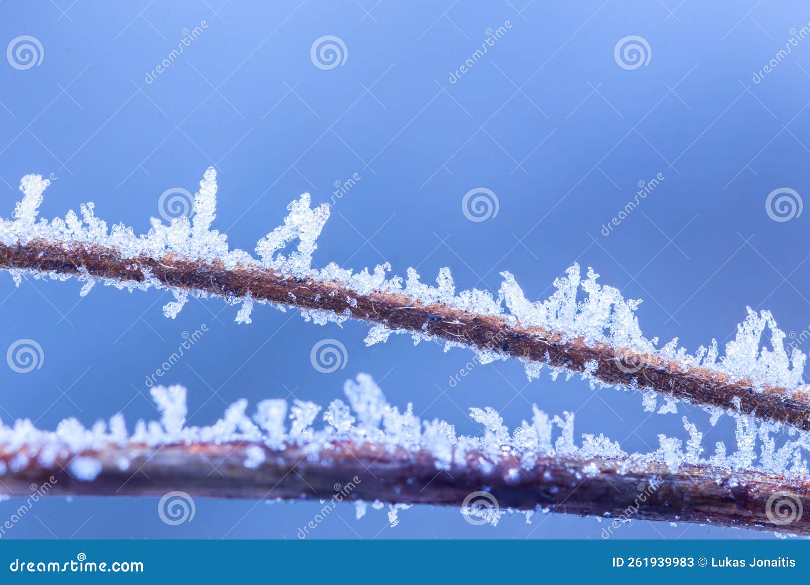 Clear Blue Crystals of Frost on the Branch Stock Image - Image of snow ...