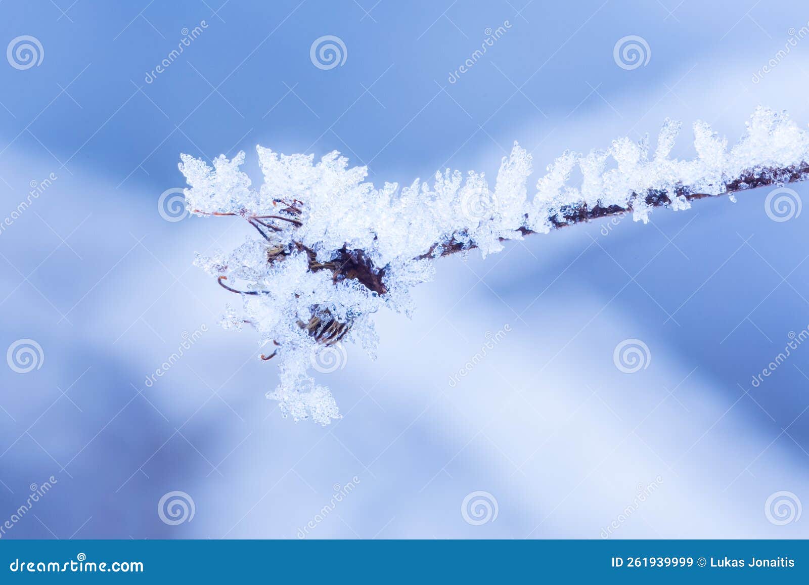 Clear Blue Crystals of Frost on the Branch Stock Image - Image of ...