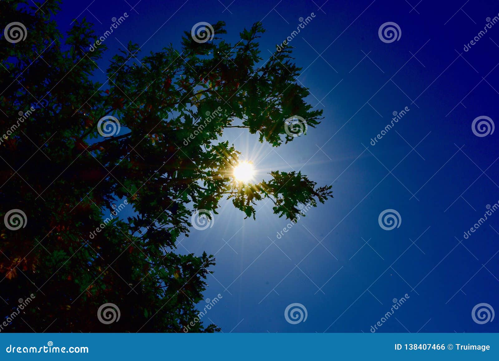 Sun Rays Beaming through the Tree Branches Stock Photo - Image of brown ...