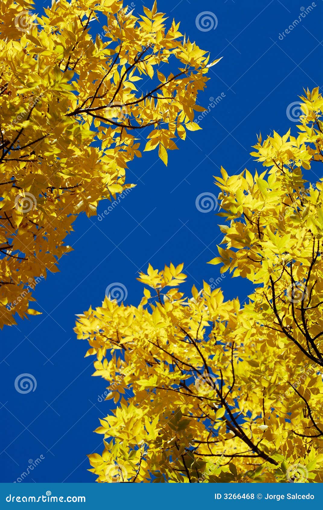 Clear blue sky in the fall stock photo. Image of colored - 3266468