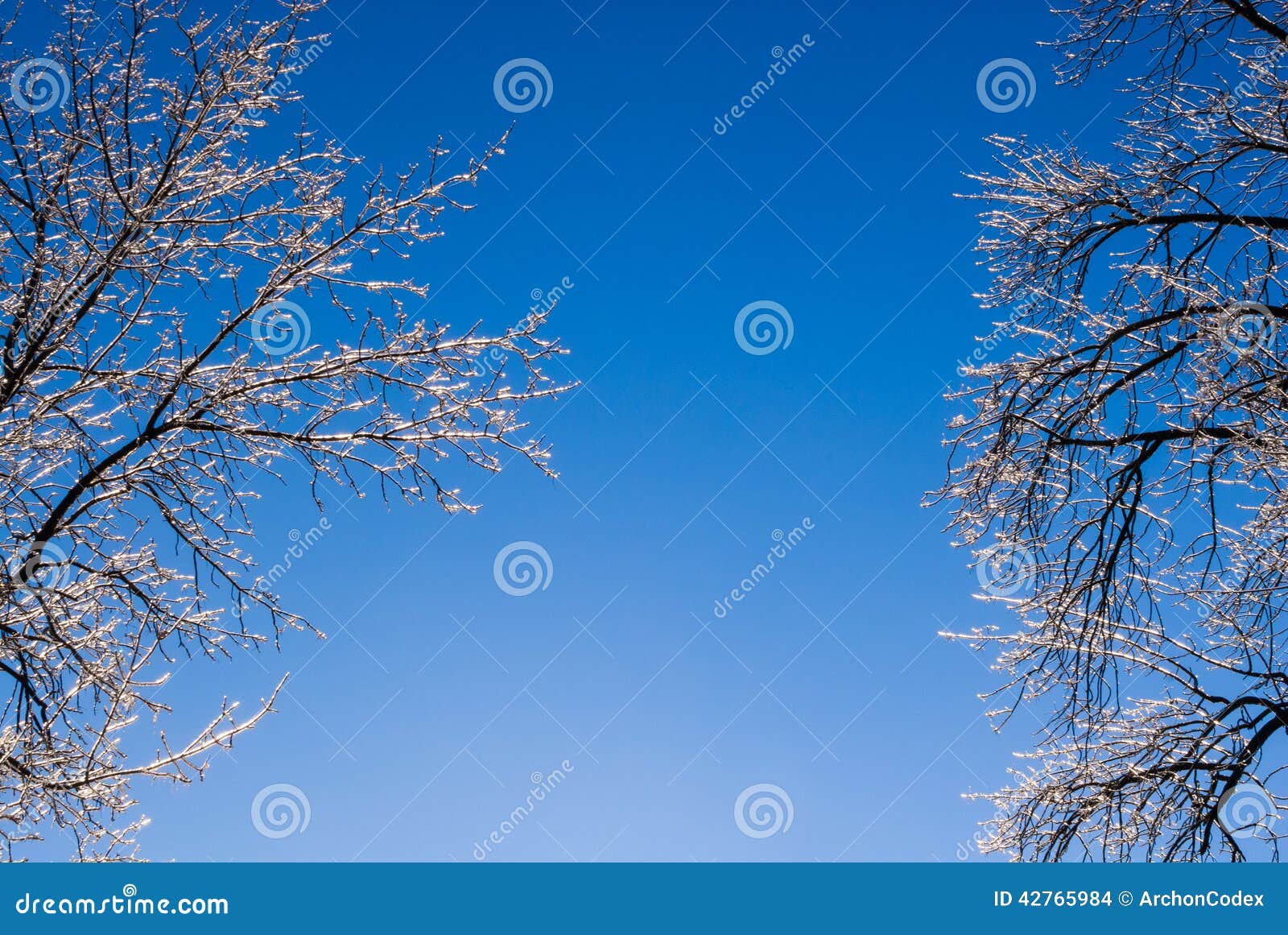 Clear Blue Sky between Frozen Trees. Stock Photo - Image of chilly ...