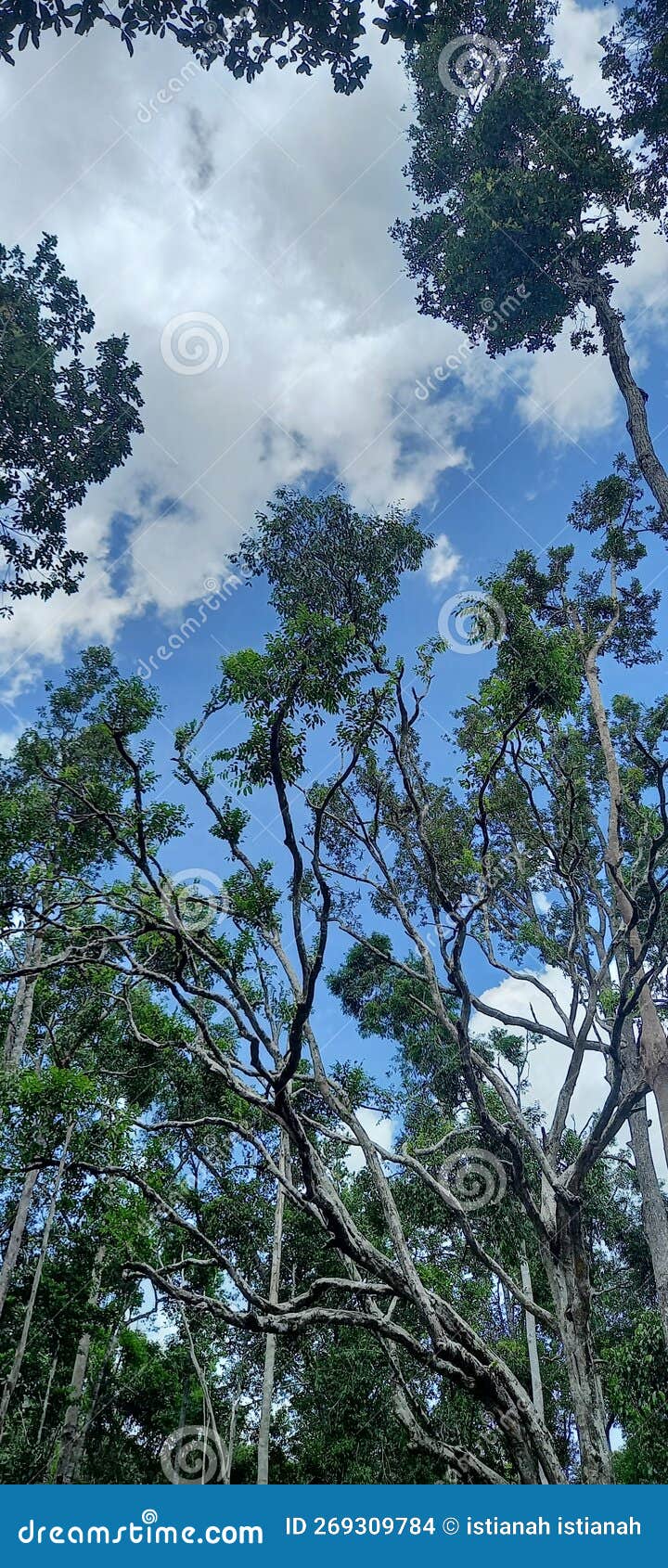 Clear Blue Sky in the Middle of the Jungle Stock Photo - Image of clear ...