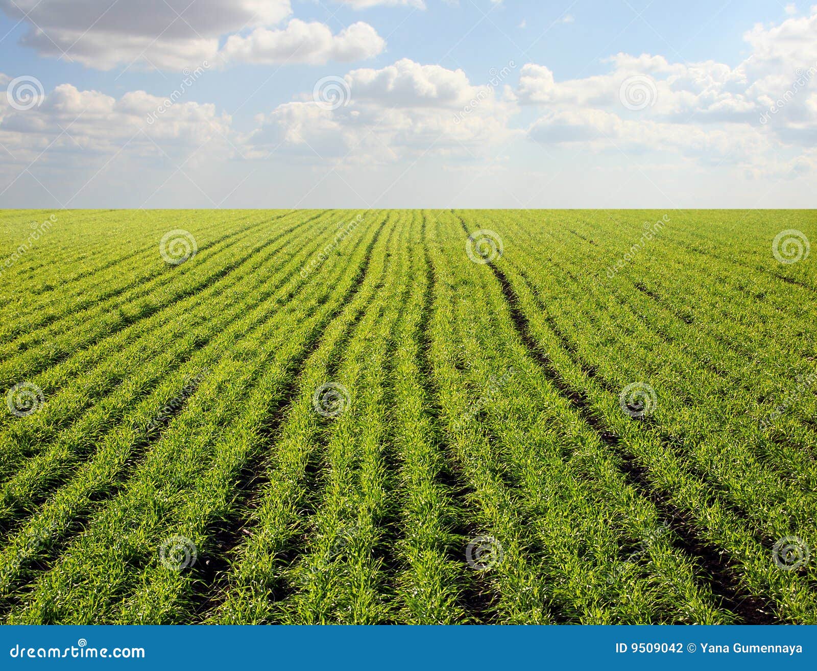 Clear Blue Sky Over a Green Field_8 Stock Photo - Image of color ...