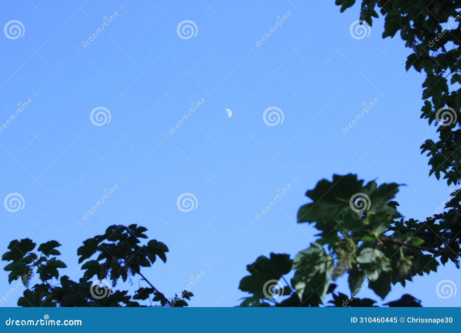 Clear Blue Sky Picture Featuring a Half Moon and Tree Branches Stock ...