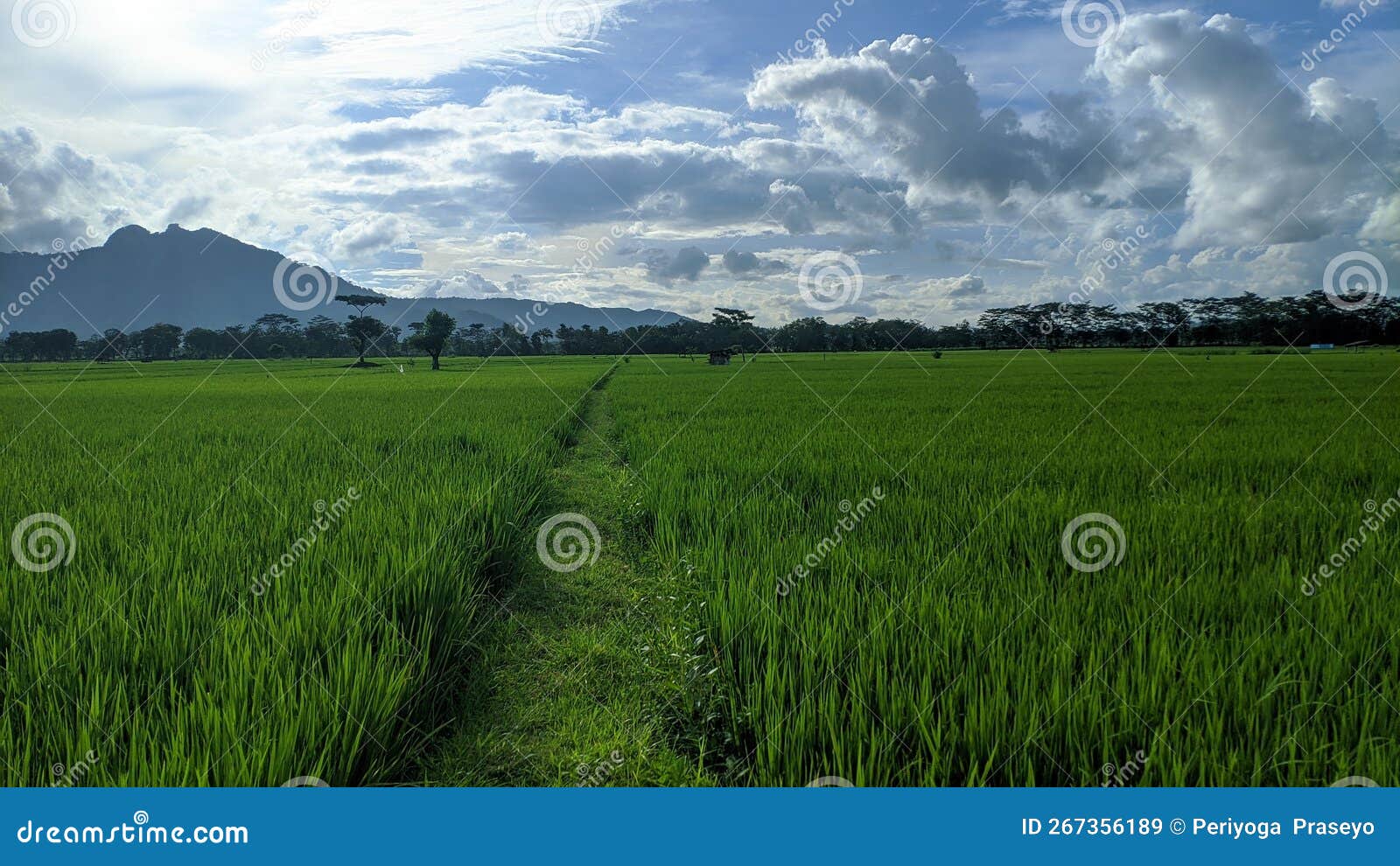 Clear Blue Sky on Top of Rice Field Stock Image - Image of meadow ...